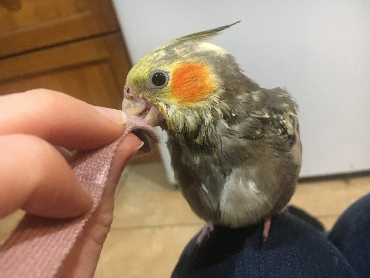 Hand-Rearing: The Pros, the Cons, and When to Start – Cody L Writes