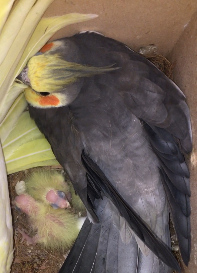 Hand-Rearing: The Pros, the Cons, and When to Start – Cody L Writes